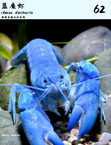 蓝魔虾多少钱一只_蓝魔虾价格影响因素-第1张图片-山城妙识