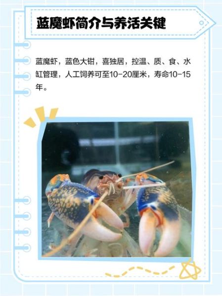 蓝魔虾多少钱一只_蓝魔虾价格影响因素-第2张图片-山城妙识