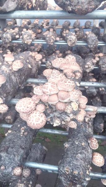 香菇怎么种植_香菇种植方法步骤-第1张图片-山城妙识