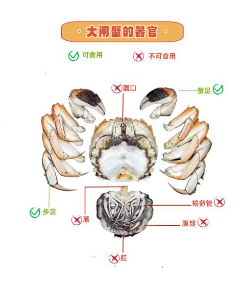 大闸蟹公蟹母蟹哪个好吃_如何挑选-第1张图片-山城妙识