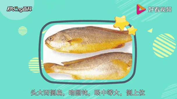 石首鱼科有哪些常见品种_石首鱼科和黄花鱼区别-第1张图片-山城妙识
