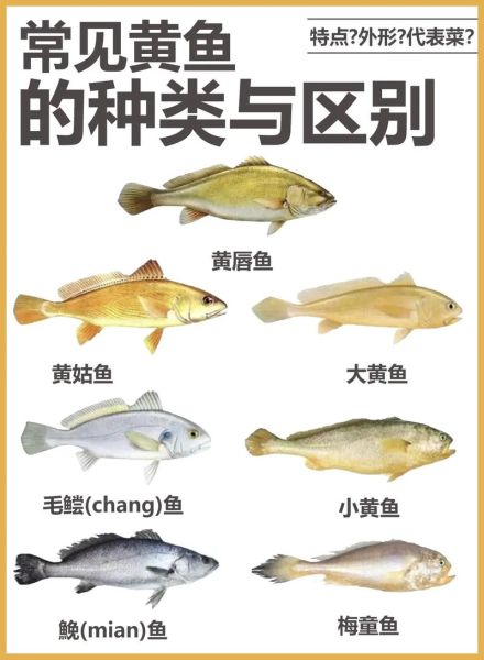 石首鱼科有哪些常见品种_石首鱼科和黄花鱼区别-第2张图片-山城妙识