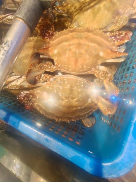 石首鱼科有哪些常见品种_石首鱼科和黄花鱼区别-第3张图片-山城妙识