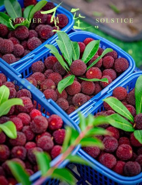 杨梅图片怎么拍_杨梅图片真实吗-第1张图片-山城妙识 杨梅图片怎么拍_杨梅图片真实吗-第1张图片-山城妙识