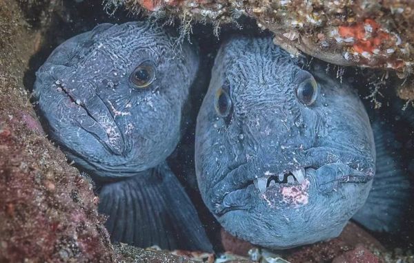 狼鳗有毒吗_狼鳗能活多久-第1张图片-山城妙识 狼鳗有毒吗_狼鳗能活多久-第1张图片-山城妙识
