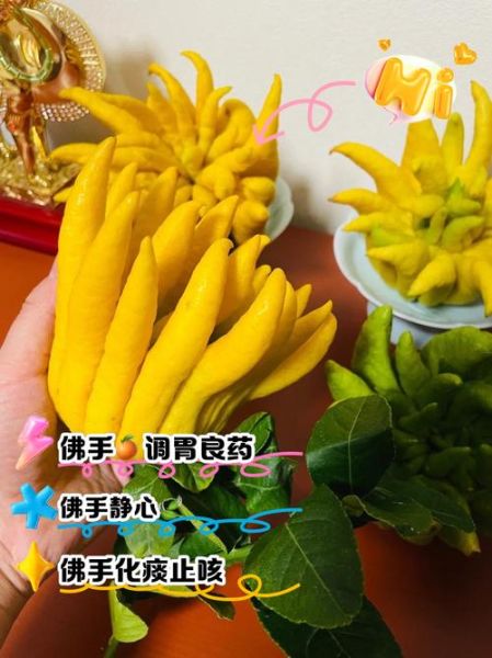 佛手的作用与功效有哪些_佛手怎么吃效果最好-第2张图片-山城妙识