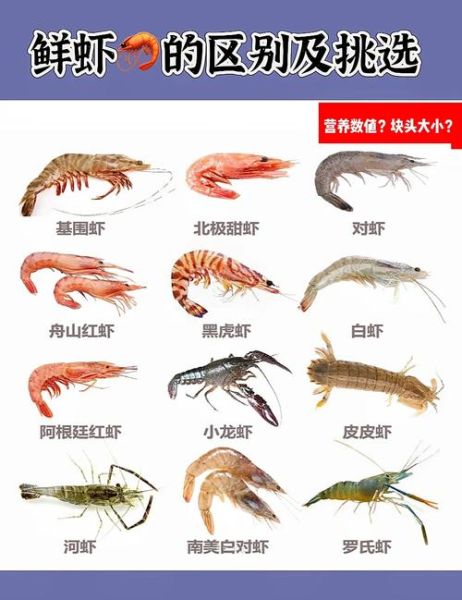 虾的品种有哪些图片_常见虾类高清图鉴-第1张图片-山城妙识 虾的品种有哪些图片_常见虾类高清图鉴-第1张图片-山城妙识