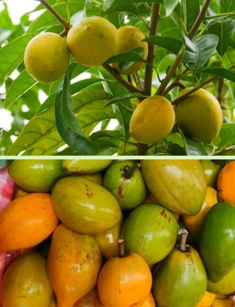 蛋黄果怎么吃_蛋黄果的正确吃法-第2张图片-山城妙识