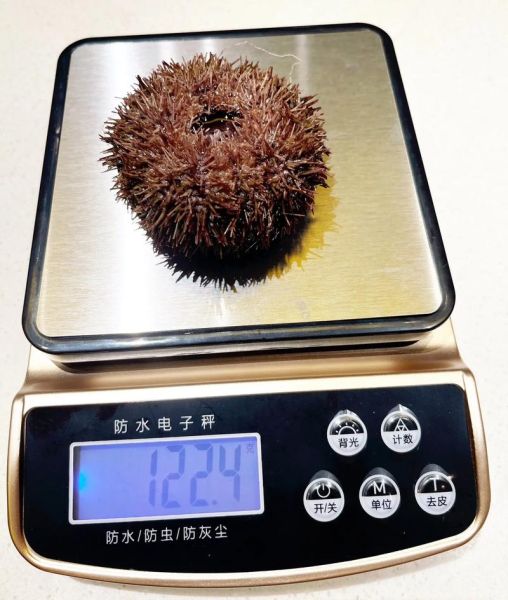 海胆多少钱一只_新鲜海胆价格表-第1张图片-山城妙识