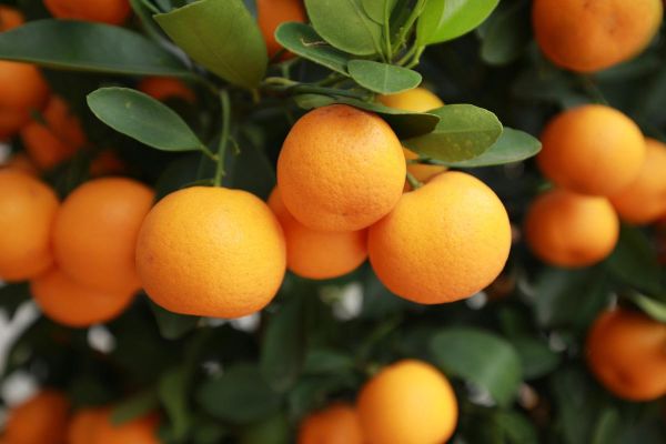 柑橘图片高清_如何拍出专业级质感-第1张图片-山城妙识