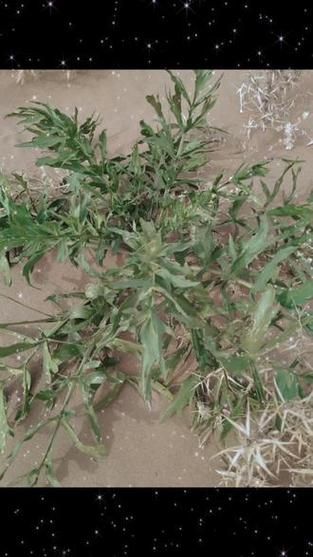 沙芥菜长什么样_沙芥菜图片大全哪里找-第3张图片-山城妙识