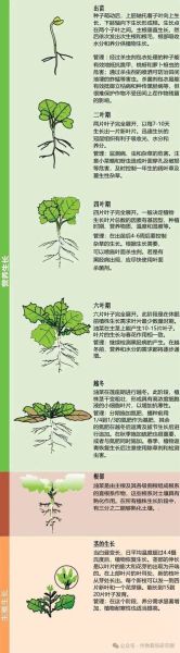 油菜籽什么时候种_油菜籽怎么种-第2张图片-山城妙识