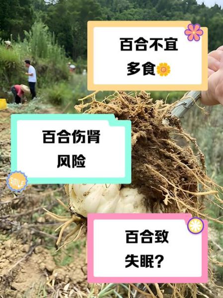 长期吃百合有什么害处_百合吃多了会怎样-第1张图片-山城妙识