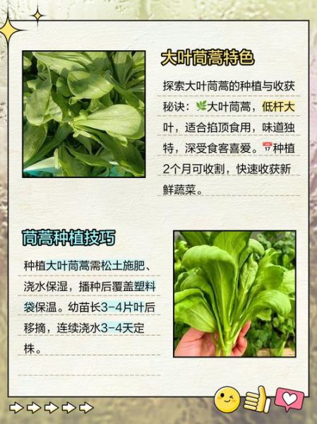 大叶茼蒿什么人不能吃_孕妇能吃吗-第2张图片-山城妙识