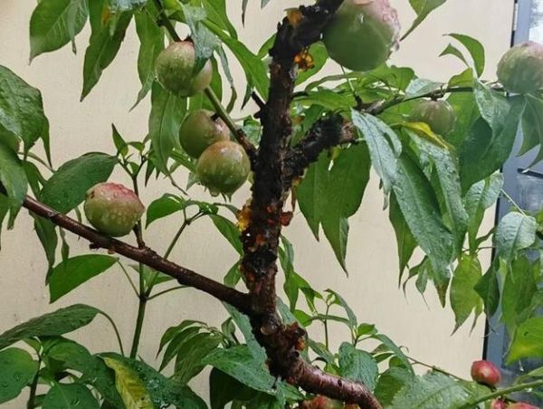 桃胶价格多少钱一斤_桃胶一斤多少钱-第1张图片-山城妙识