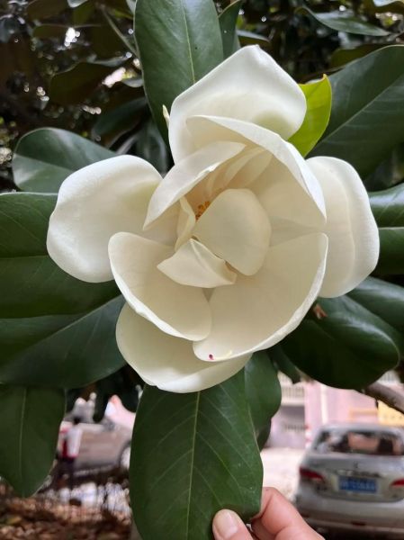 白玉兰花树怎么养_白玉兰花树一年开几次花-第1张图片-山城妙识