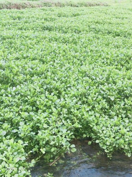 豆瓣菜是什么菜_豆瓣菜和西洋菜的区别-第1张图片-山城妙识