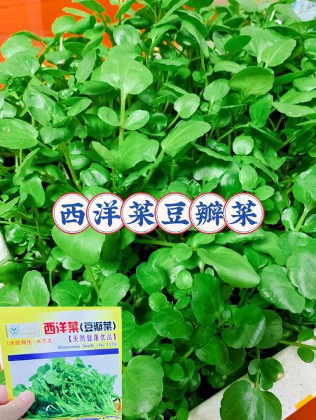 豆瓣菜是什么菜_豆瓣菜和西洋菜的区别-第2张图片-山城妙识