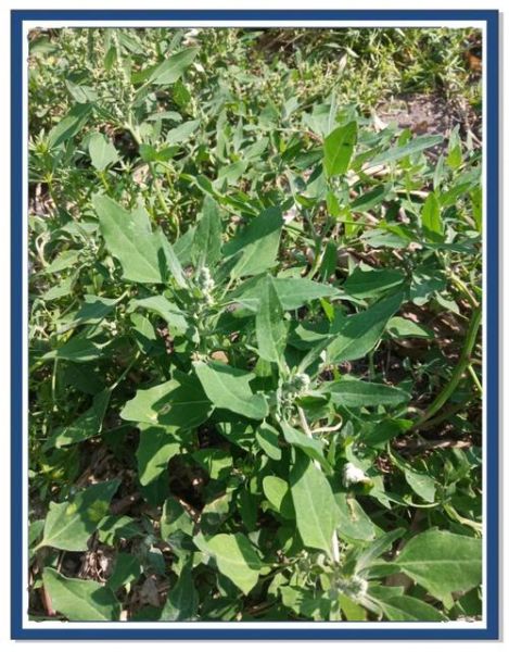 灰灰菜致癌吗_灰灰菜怎么吃才安全-第1张图片-山城妙识