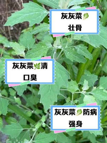 灰灰菜致癌吗_灰灰菜怎么吃才安全-第3张图片-山城妙识