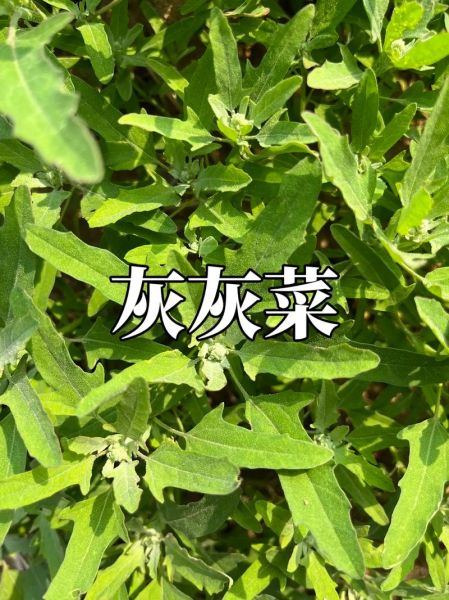 灰灰菜致癌吗_灰灰菜怎么吃才安全-第2张图片-山城妙识