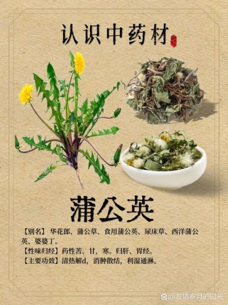 药用蒲公英的功效与作用_药用蒲公英怎么泡水喝-第3张图片-山城妙识