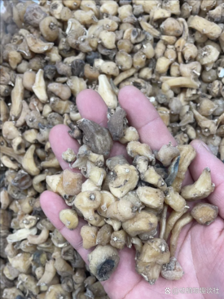 野生山慈菇图片_如何辨别真假山慈菇-第3张图片-山城妙识