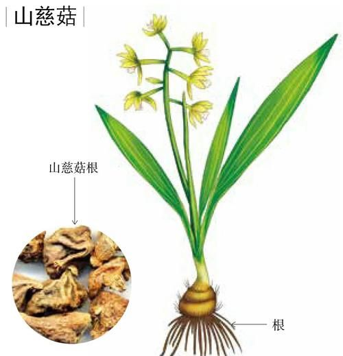 野生山慈菇图片_如何辨别真假山慈菇-第2张图片-山城妙识