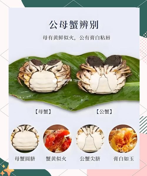 阳澄湖大闸蟹多大_公蟹母蟹尺寸对照-第1张图片-山城妙识
