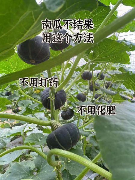小南瓜怎么种_小南瓜种植时间-第3张图片-山城妙识