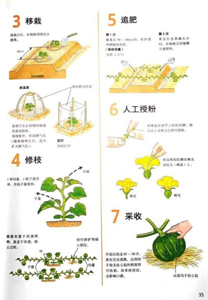 小南瓜怎么种_小南瓜种植时间-第2张图片-山城妙识