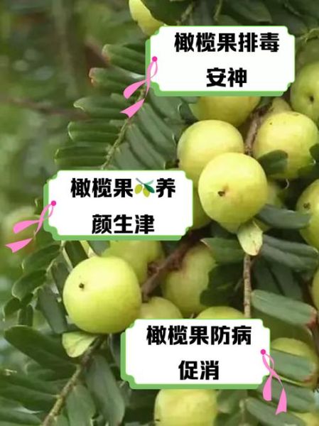 男人长期吃橄榄的好处_男人吃橄榄能壮阳吗-第1张图片-山城妙识