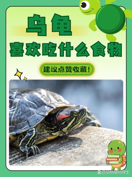乌龟最爱吃什么食物_家养乌龟饮食指南-第3张图片-山城妙识