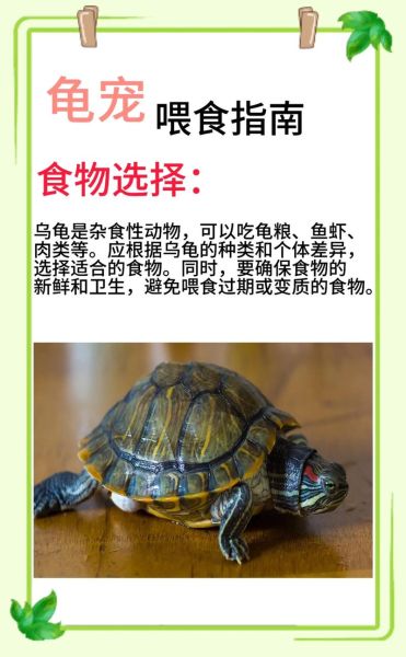 乌龟最爱吃什么食物_家养乌龟饮食指南-第1张图片-山城妙识