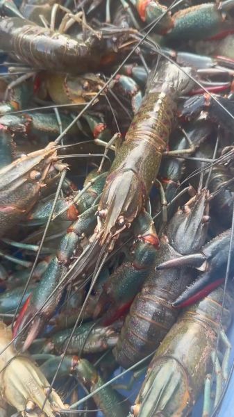 澳洲蓝龙虾怎么养_澳洲蓝龙虾多少钱一斤-第3张图片-山城妙识