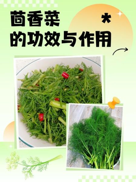 茴香菜的做法大全_茴香菜的功效与作用-第1张图片-山城妙识
