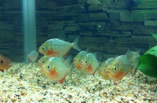 食人鲳鱼怎么养_食人鲳鱼吃什么-第3张图片-山城妙识