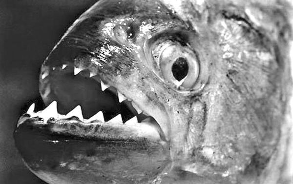 食人鲳鱼怎么养_食人鲳鱼吃什么-第2张图片-山城妙识