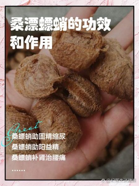 桑螵蛸的功效与作用_桑螵蛸的主治疾病有哪些-第1张图片-山城妙识