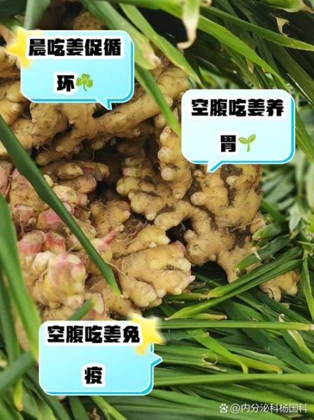 早上吃姜的正确方法_空腹吃姜好不好-第1张图片-山城妙识