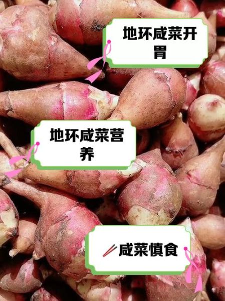 地环咸菜怎么腌制_地环咸菜腌制配方-第3张图片-山城妙识 地环咸菜怎么腌制_地环咸菜腌制配方-第3张图片-山城妙识