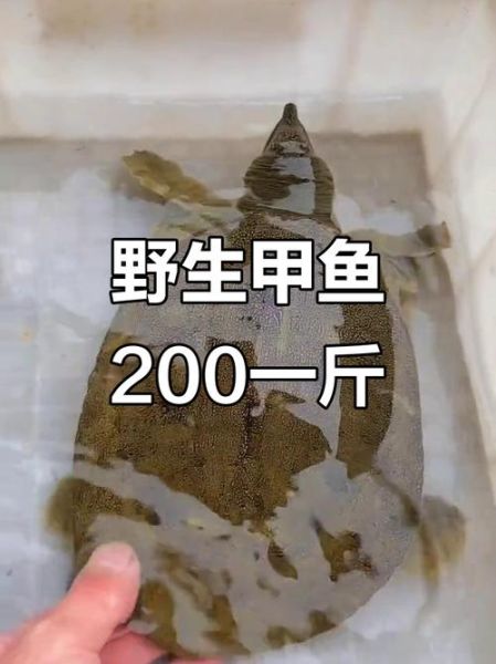 人工养殖甲鱼多少钱一斤_甲鱼价格行情-第2张图片-山城妙识
