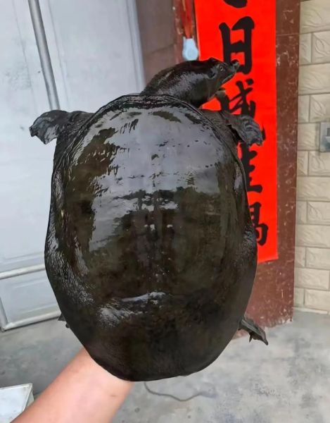 人工养殖甲鱼多少钱一斤_甲鱼价格行情-第1张图片-山城妙识