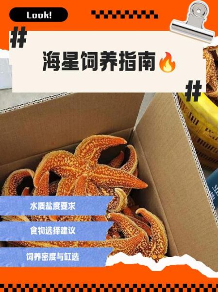 海星怎么养_海星能活多久-第1张图片-山城妙识 海星怎么养_海星能活多久-第1张图片-山城妙识