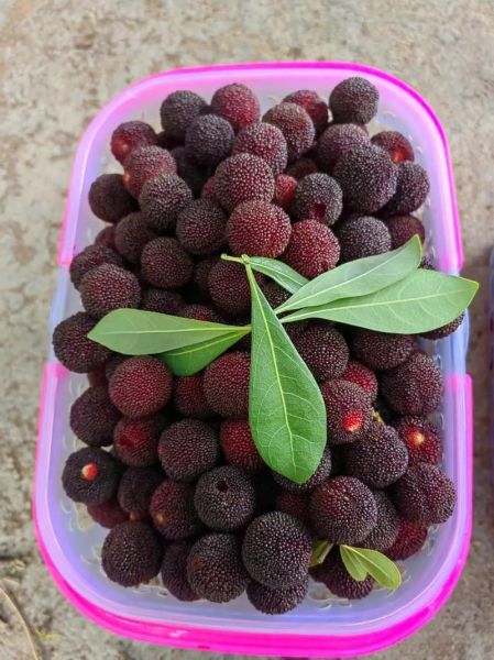 杨梅图片大全哪里找_如何辨别真实杨梅照片-第1张图片-山城妙识 杨梅图片大全哪里找_如何辨别真实杨梅照片-第1张图片-山城妙识