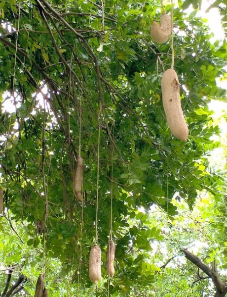 吊瓜树图片长什么样_吊瓜树果实能吃吗-第1张图片-山城妙识