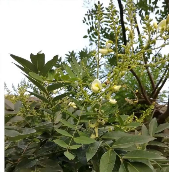 槐花的气味像什么_槐花香味能持续多久-第1张图片-山城妙识 槐花的气味像什么_槐花香味能持续多久-第1张图片-山城妙识