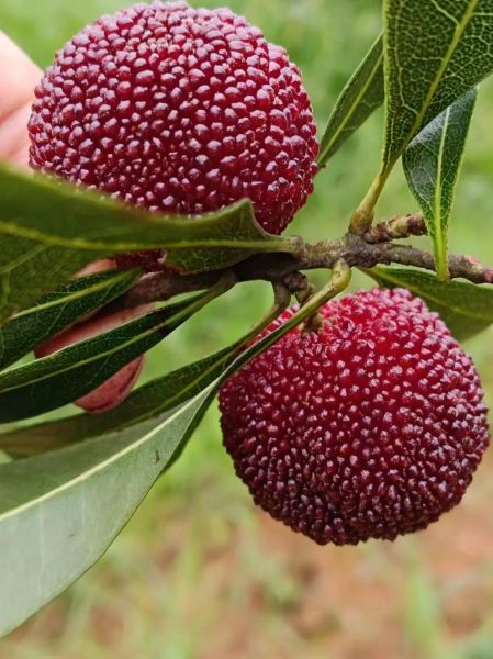 杨梅图片大全哪里找_如何辨别真实杨梅照片-第3张图片-山城妙识 杨梅图片大全哪里找_如何辨别真实杨梅照片-第3张图片-山城妙识