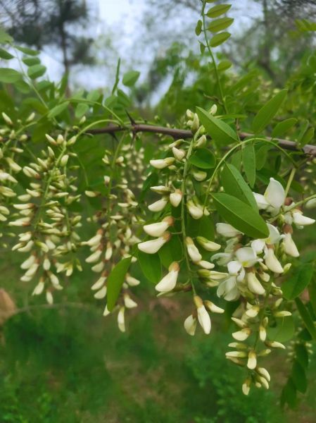 槐花的气味像什么_槐花香味能持续多久-第2张图片-山城妙识 槐花的气味像什么_槐花香味能持续多久-第2张图片-山城妙识