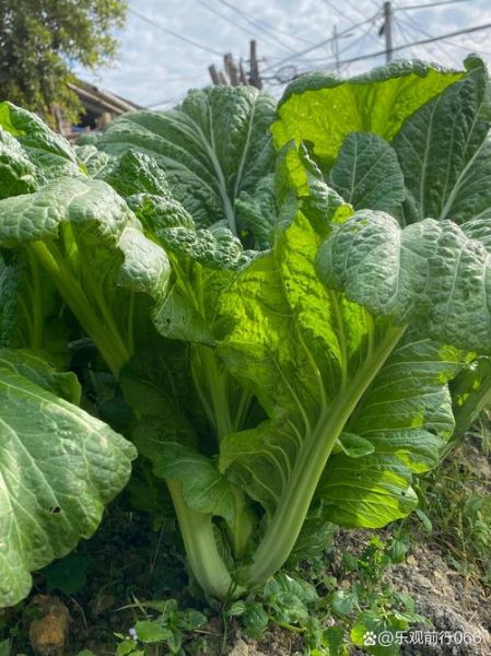 芥菜又叫什么菜_芥菜别名有哪些-第3张图片-山城妙识